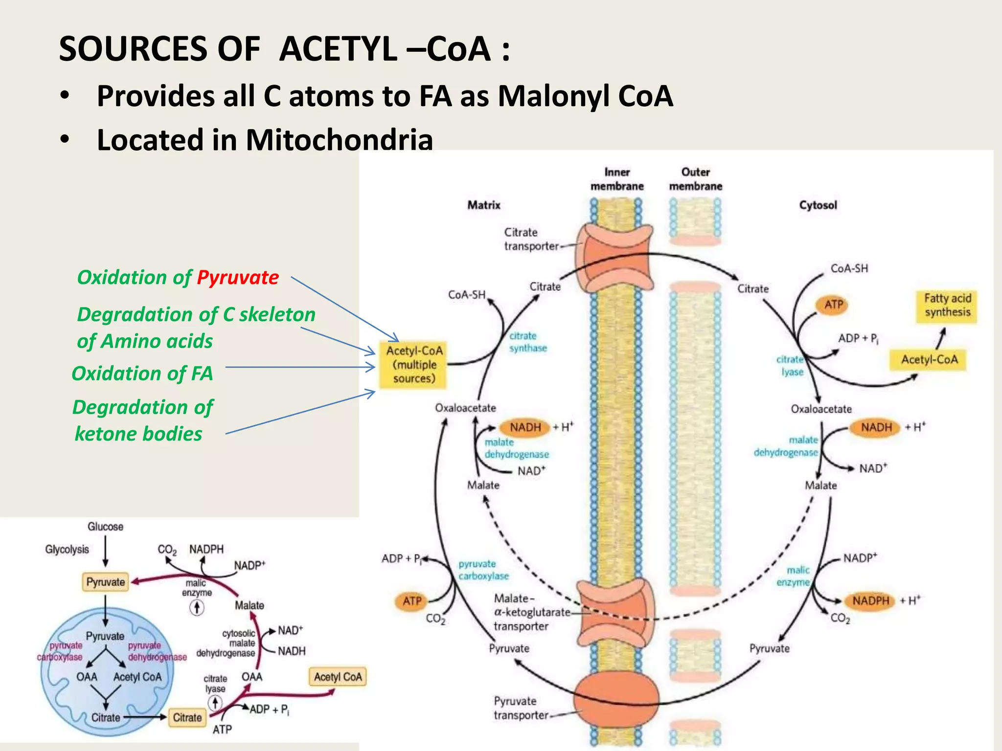 Fatty acid synthesis | PPTX
