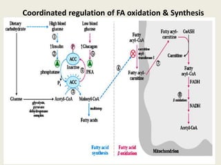 Fatty acid synthesis | PPTX