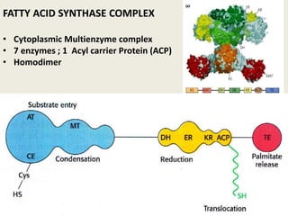 Fatty acid synthesis | PPTX