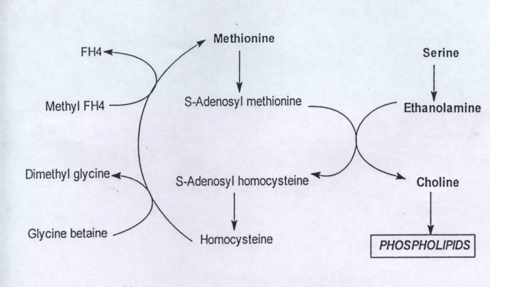 Fatty Liver And Lipotropic Factorspptx