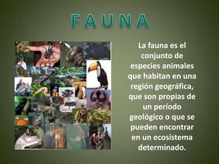 Fauna | PPTX