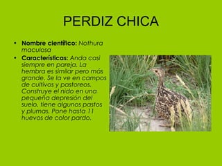Fauna | PPT