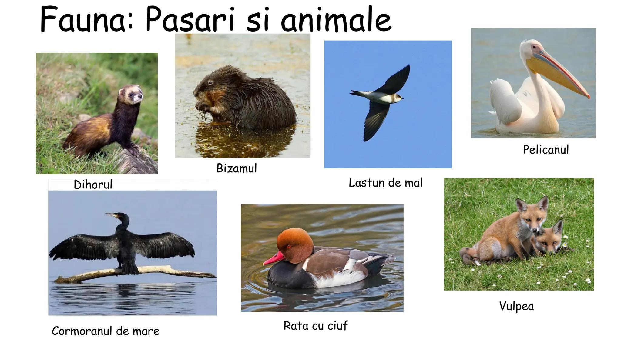 Fauna.pptx sigma sigma 67677676767676767 | PPTX