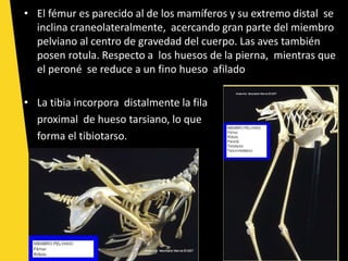 Osteologia de aves | PPTX