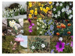 Fauna and flora of Greece | PPT