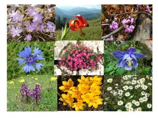 Fauna and flora of Greece | PPT