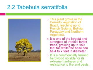 Fauna and vegetation of a tropical rainforest | PPTX