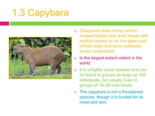 Fauna and vegetation of a tropical rainforest | PPT