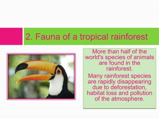 Fauna and vegetation of a tropical rainforest | PPT