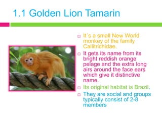 Fauna and vegetation of a tropical rainforest | PPTX