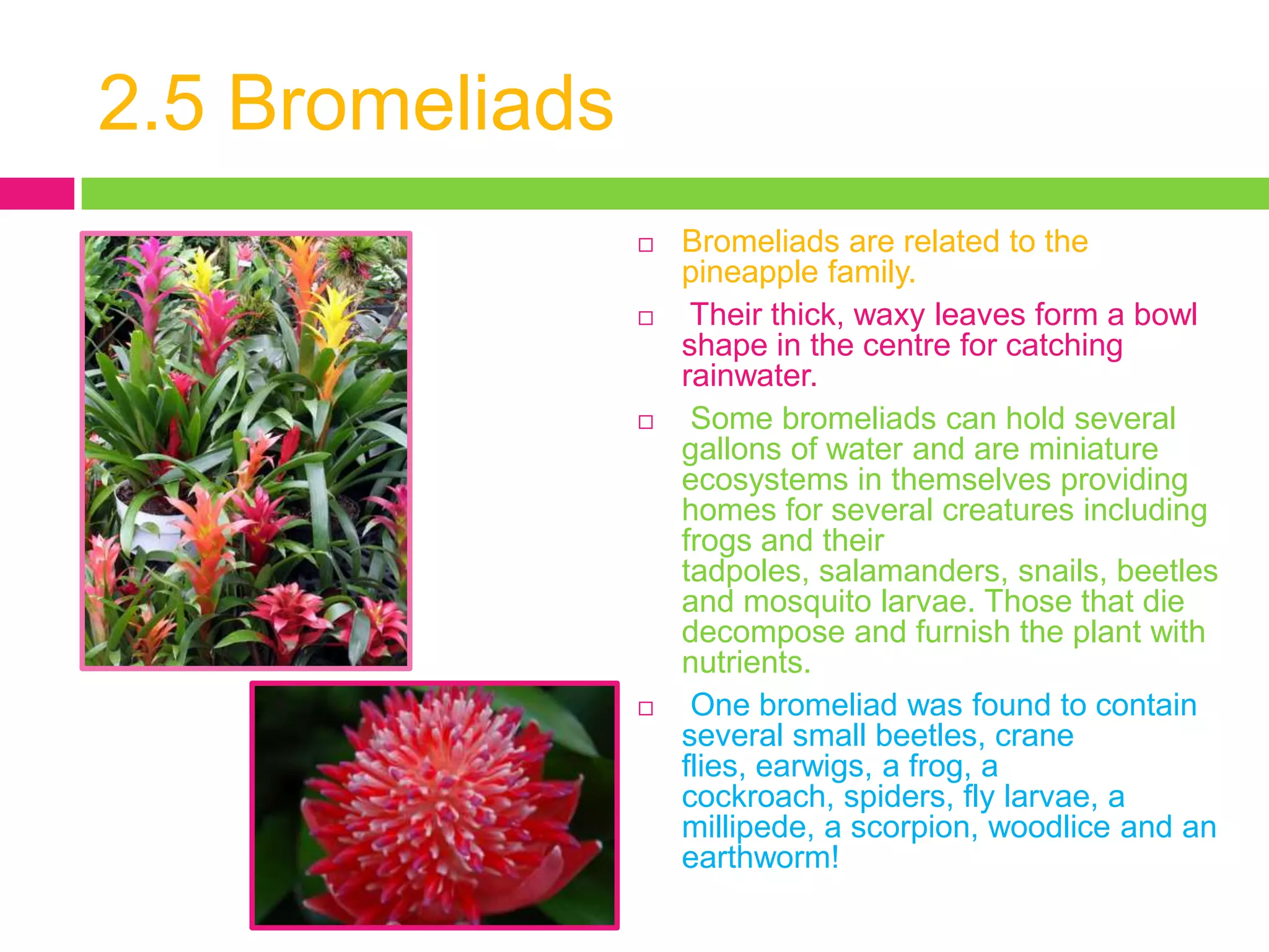 Fauna and vegetation of a tropical rainforest | PPT