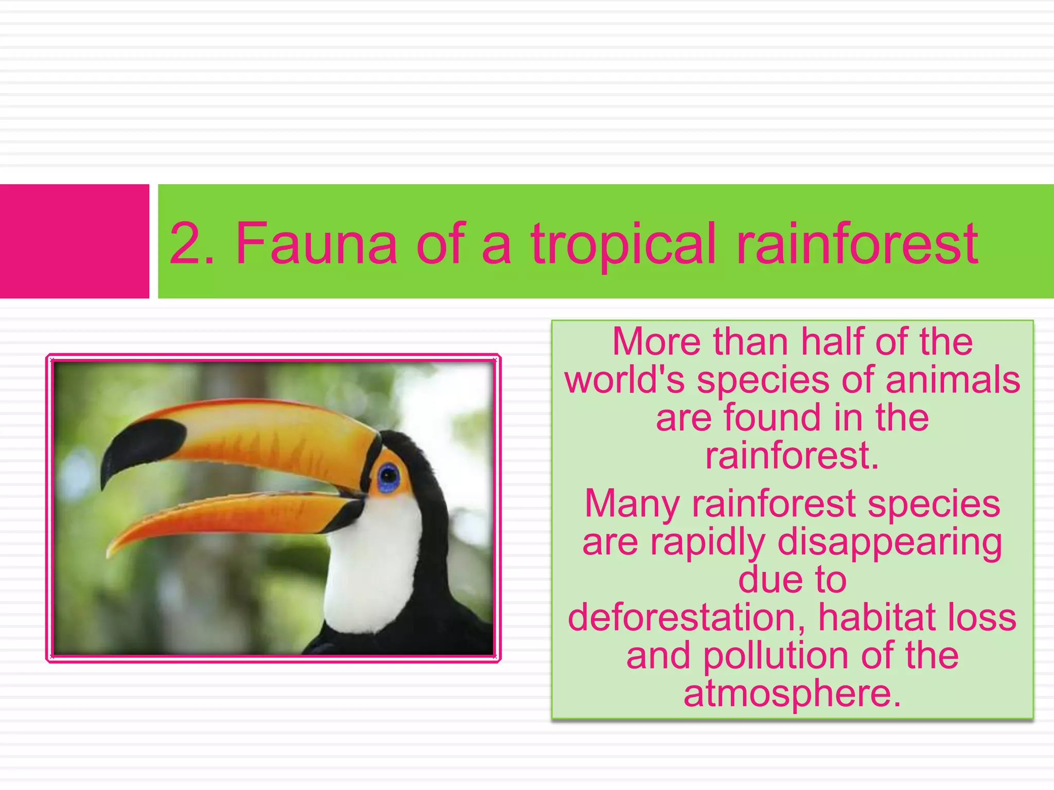 Fauna and vegetation of a tropical rainforest | PPT