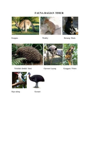 Fauna Timur: Kanguru, Beruang Madu, Nokdiak | PDF