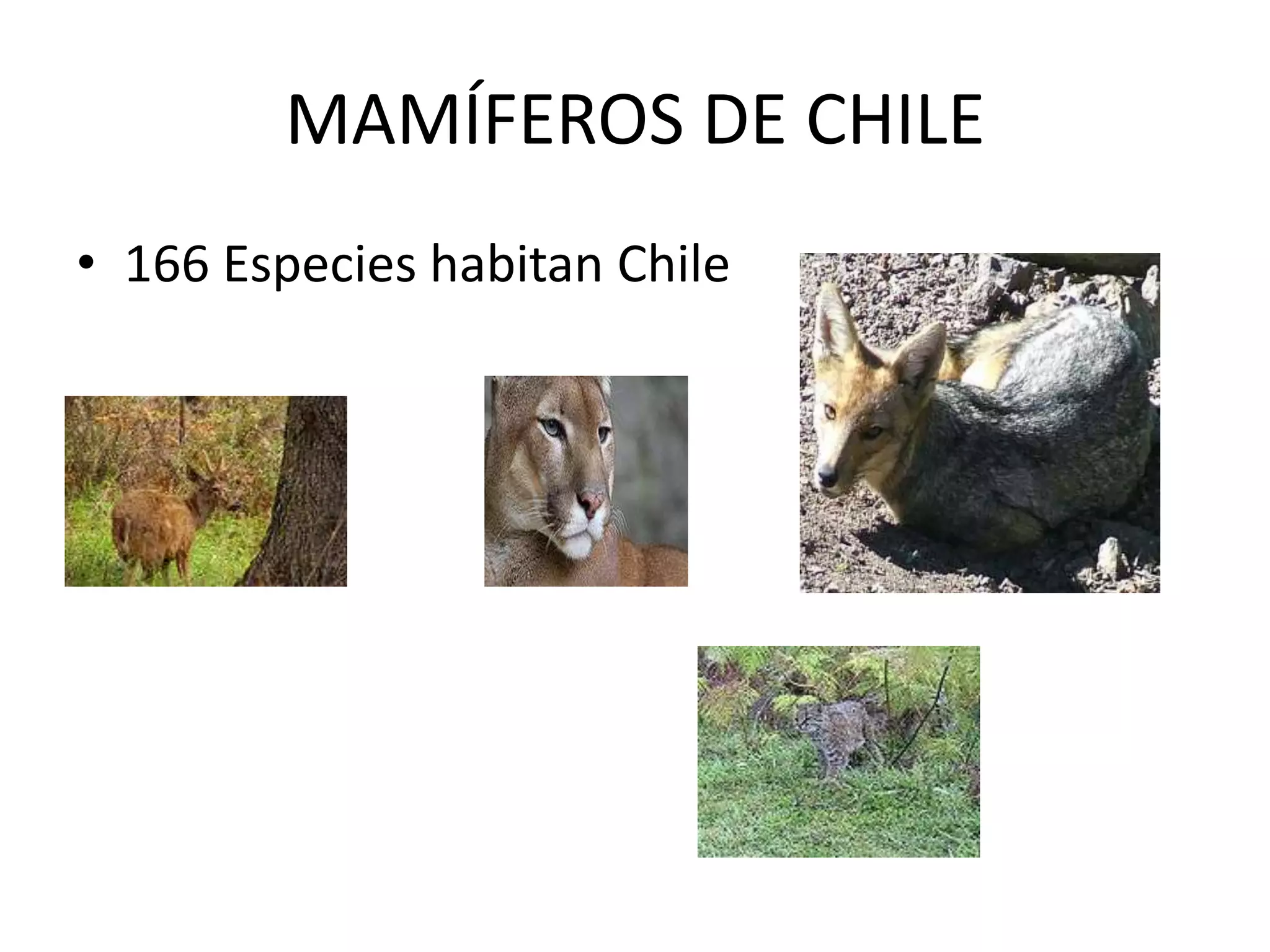 Fauna chilena | PPTX | Zoos & Aquariums | Attractions