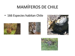 Fauna chilena | PPTX