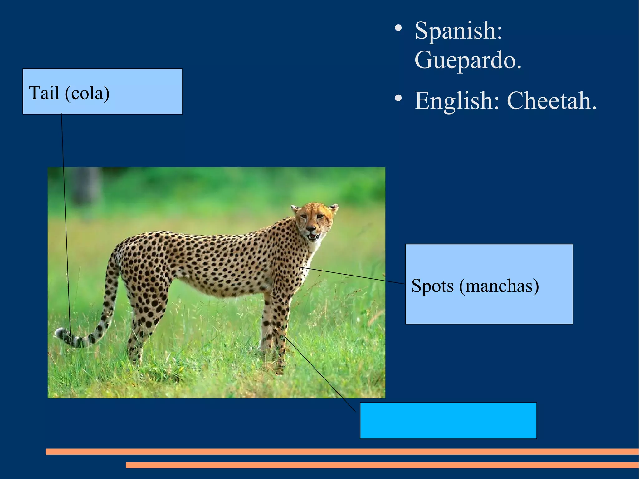 Warm Climates of the Earth Fauna | PPT