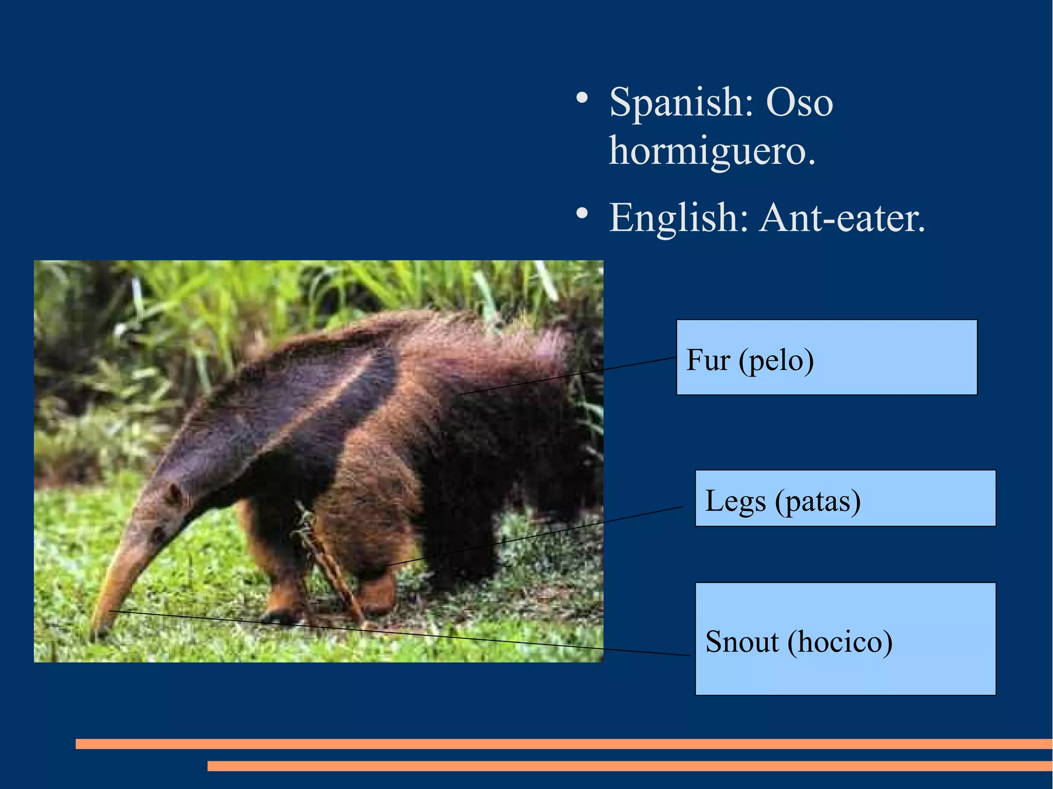 Warm Climates of the Earth Fauna | PPT