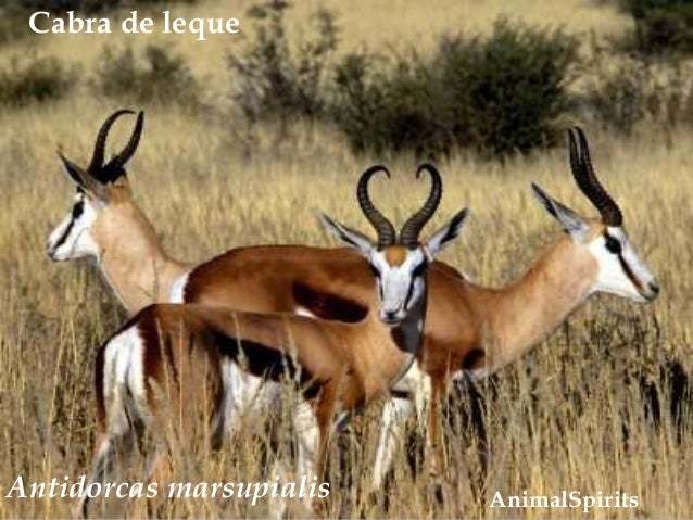 Fauna de Angola - Antílopes