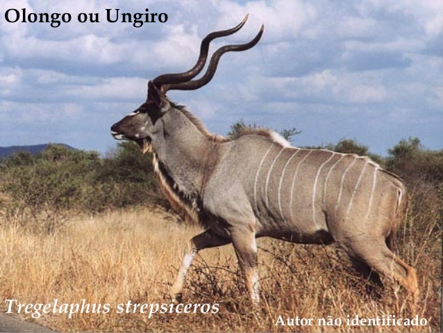 Fauna de Angola - Antílopes