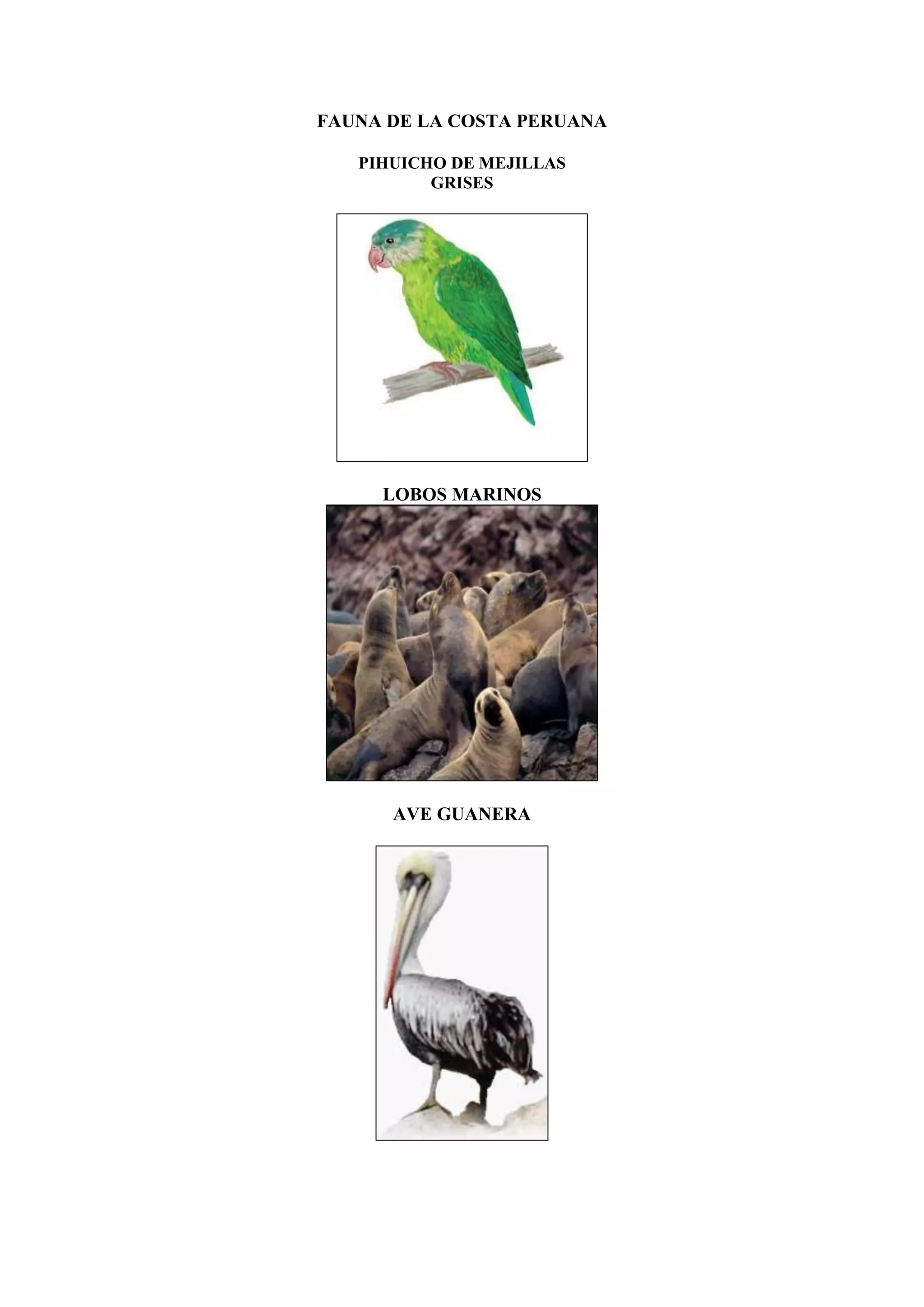 Fauna de la costa peruana | DOC