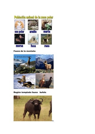 Fauna de la montaña | DOC