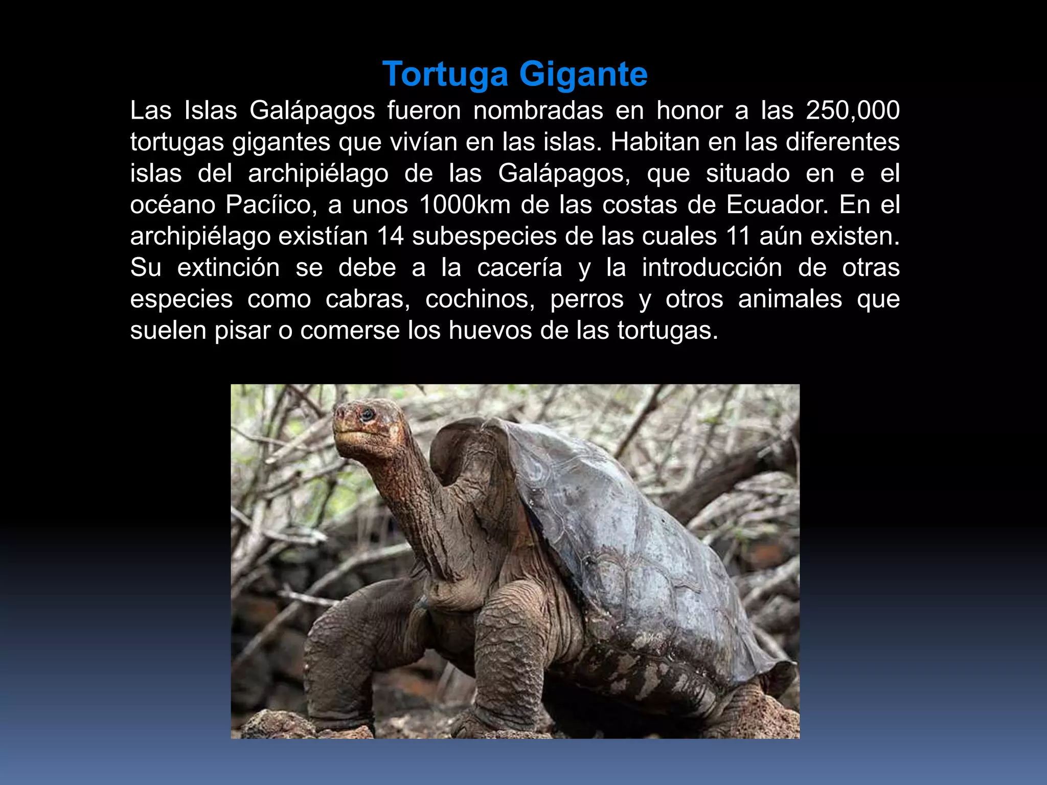 Fauna de las islas galápagos Dr. Emilio Uzcategui | PPT