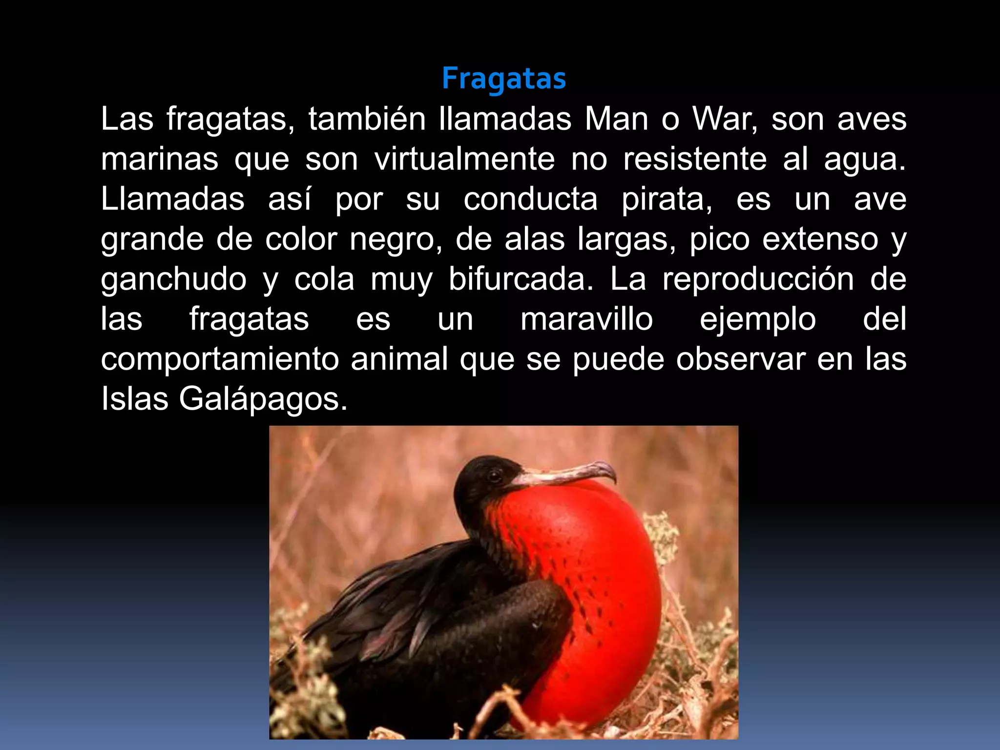 Fauna de las islas galápagos Dr. Emilio Uzcategui | PPT
