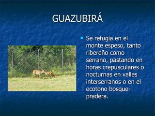 Fauna Del Monte Ribereño | PPS