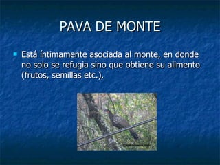 Fauna Del Monte Ribereño | PPS