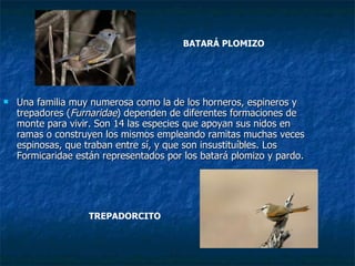 Fauna Del Monte Ribereño | PPS