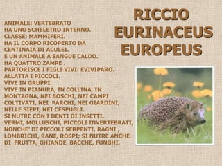 Fauna del parco del mincio | PPSX