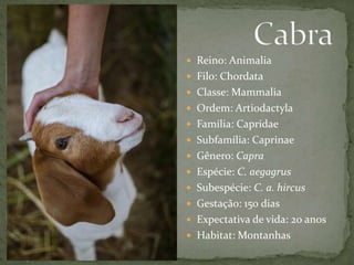 Fauna & Flora: Cabra e Malmequer Amarelo | PPT