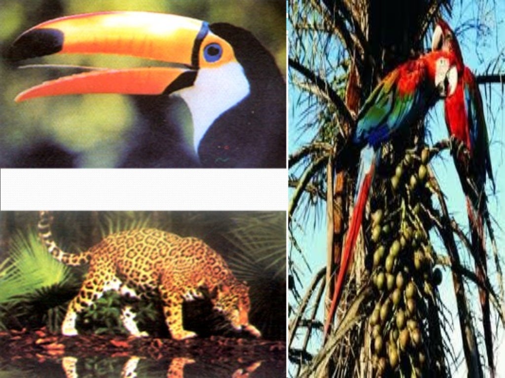 Fauna E Flora Da Regiao Centro Oeste - FDPLEARN