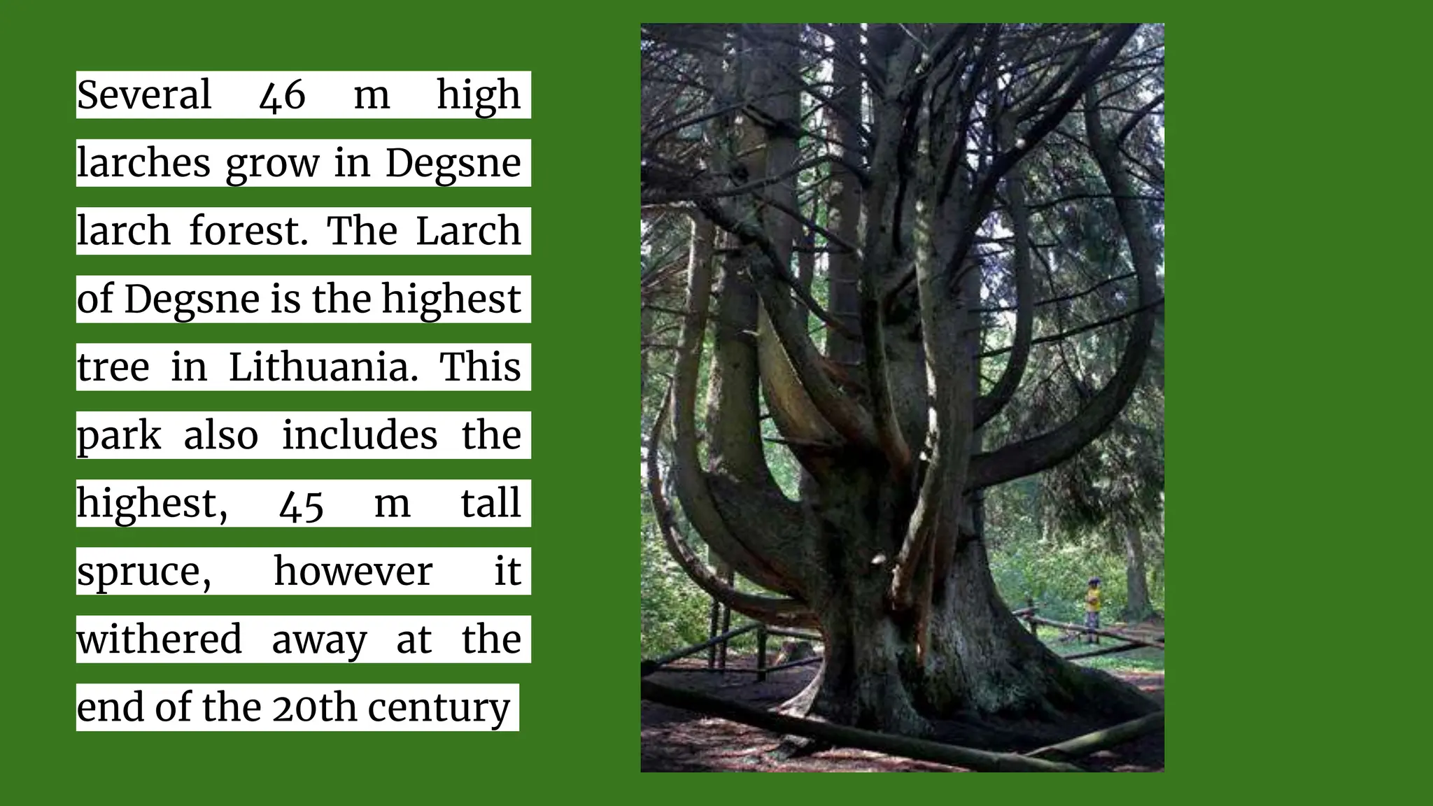 Fauna & Flora Lithuania.pptx