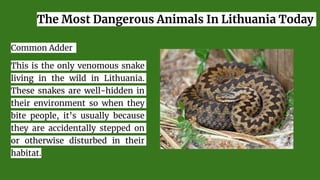 Fauna & Flora Lithuania.pptx