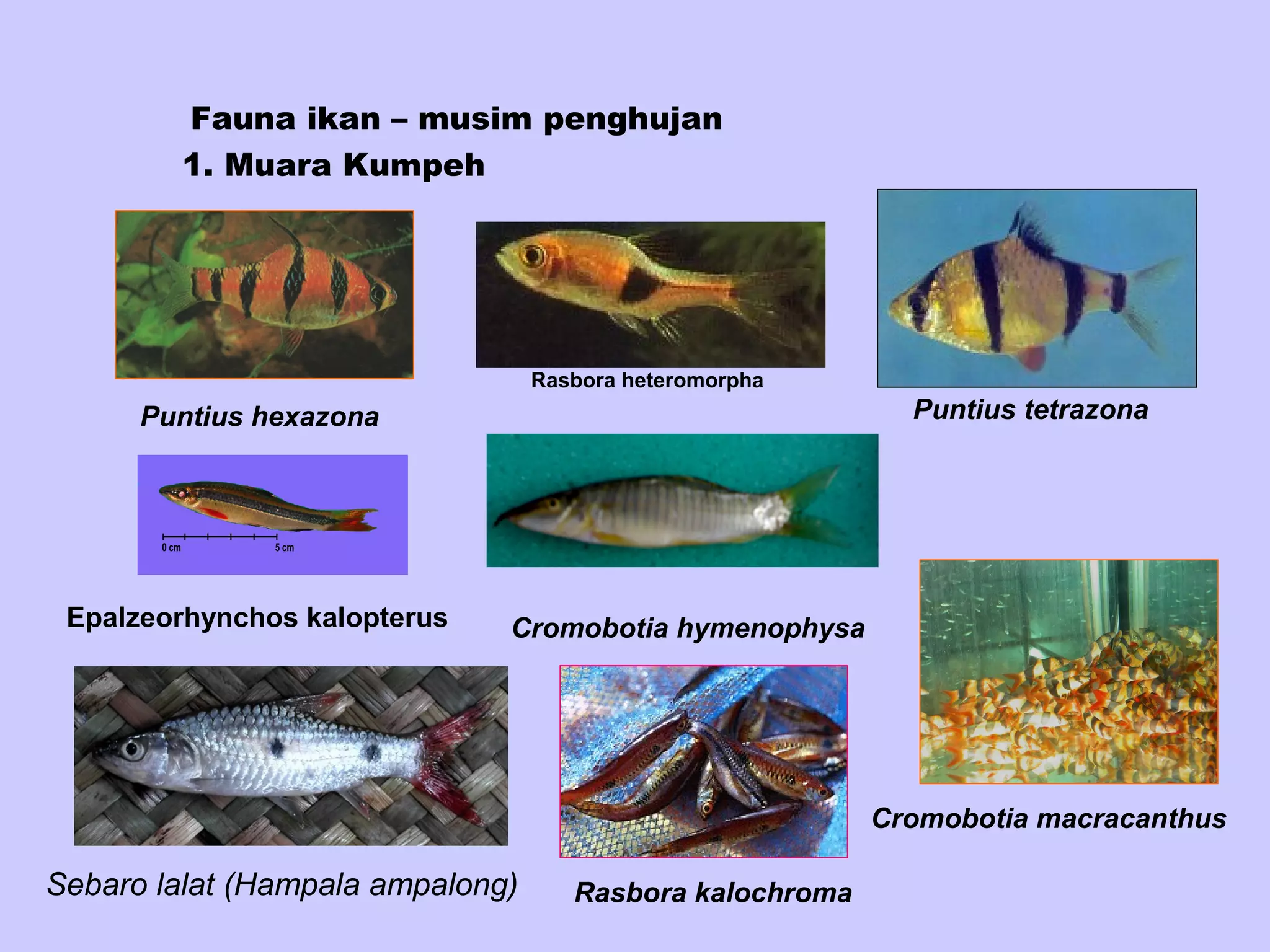 Fauna ikan di perairan rawa banjiran jambi | PPT