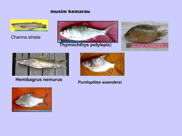 Fauna ikan di perairan rawa banjiran jambi | PPT