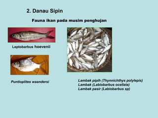 Fauna ikan di perairan rawa banjiran jambi | PPT