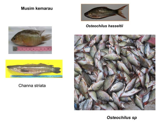 Fauna ikan di perairan rawa banjiran jambi | PPT