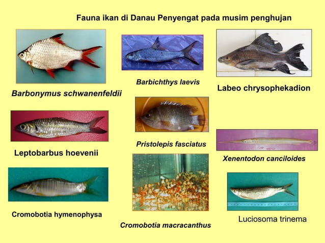 Fauna ikan di perairan rawa banjiran jambi | PPT