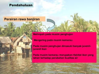 Fauna ikan di perairan rawa banjiran jambi | PPT