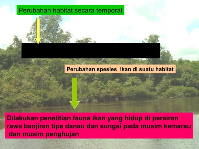 Fauna ikan di perairan rawa banjiran jambi | PPT