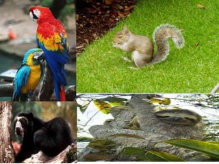 Fauna nativa colombiana | PPTX