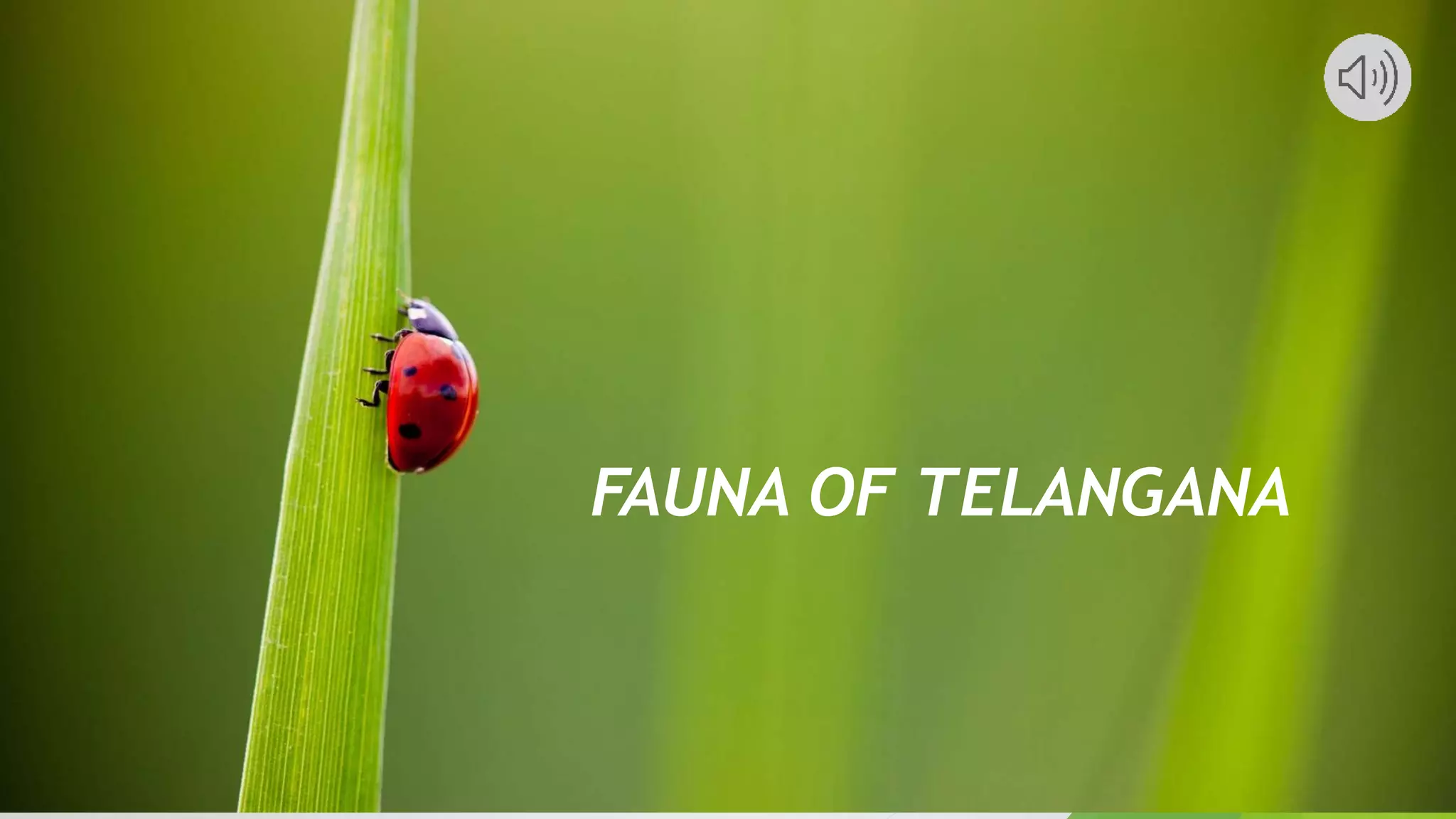 FAUNA OF TELANGANA Main presentation.pptx