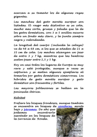 Fauna serrania ronda. el gato montés | DOC