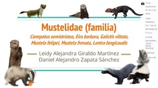 Mustelidae (familia) | PPTX