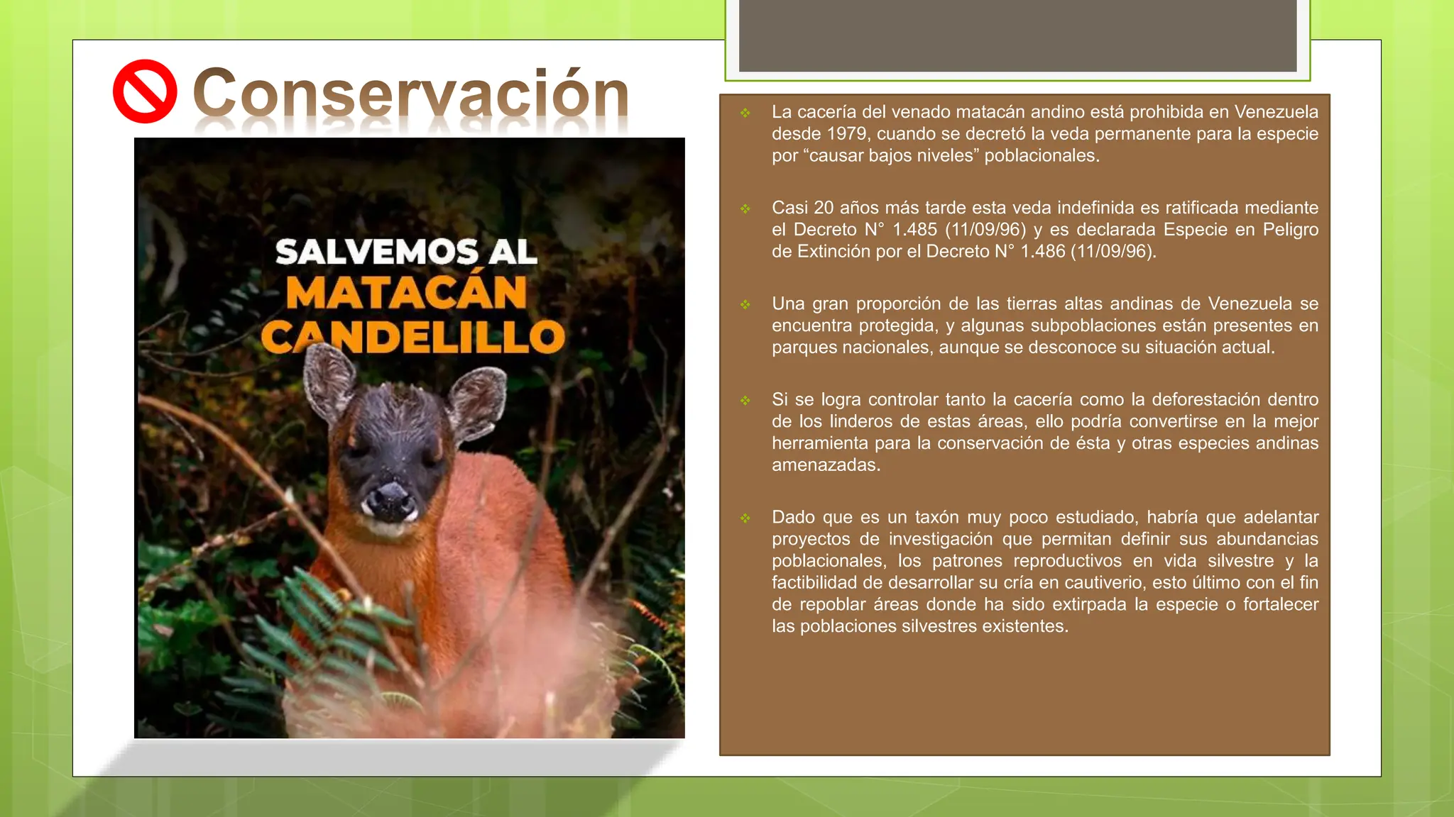 VENADO MATACAN Y BABO ENANO FAUNA SILVESTRE .pptx