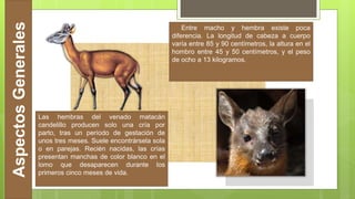 VENADO MATACAN Y BABO ENANO FAUNA SILVESTRE .pptx