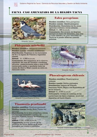 Fauna tacna 2 | PDF