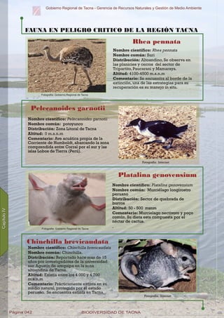 Fauna tacna 2 | PDF
